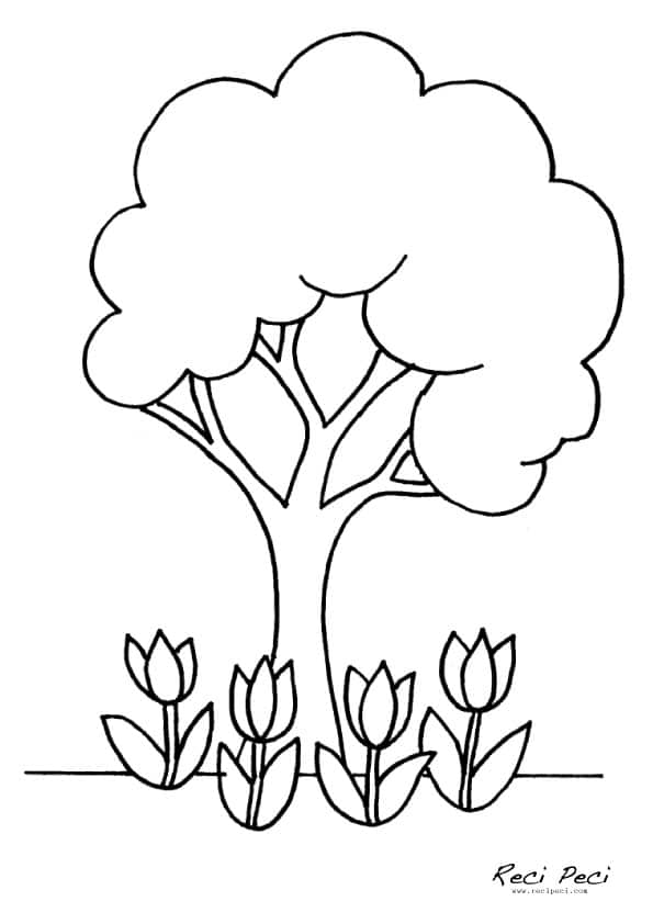 Bojanka-drvo • Reci Peci